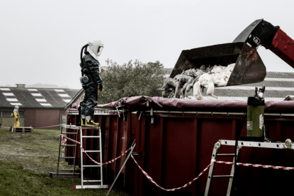 Denmark's national "killing mink"! When did the disaster happen?