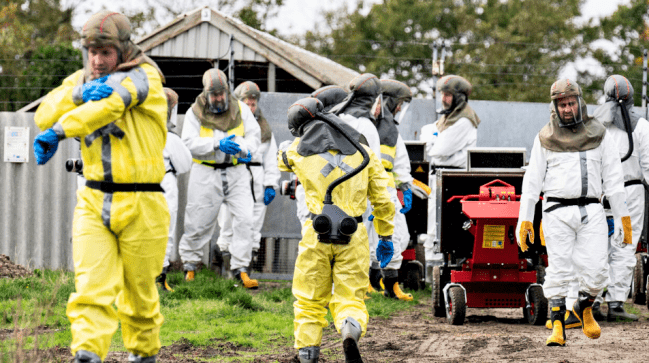 Denmark's national "killing mink"! When did the disaster happen?